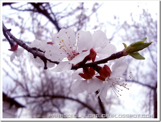 Paradisul Florilor: Copaci infloriti 2009
